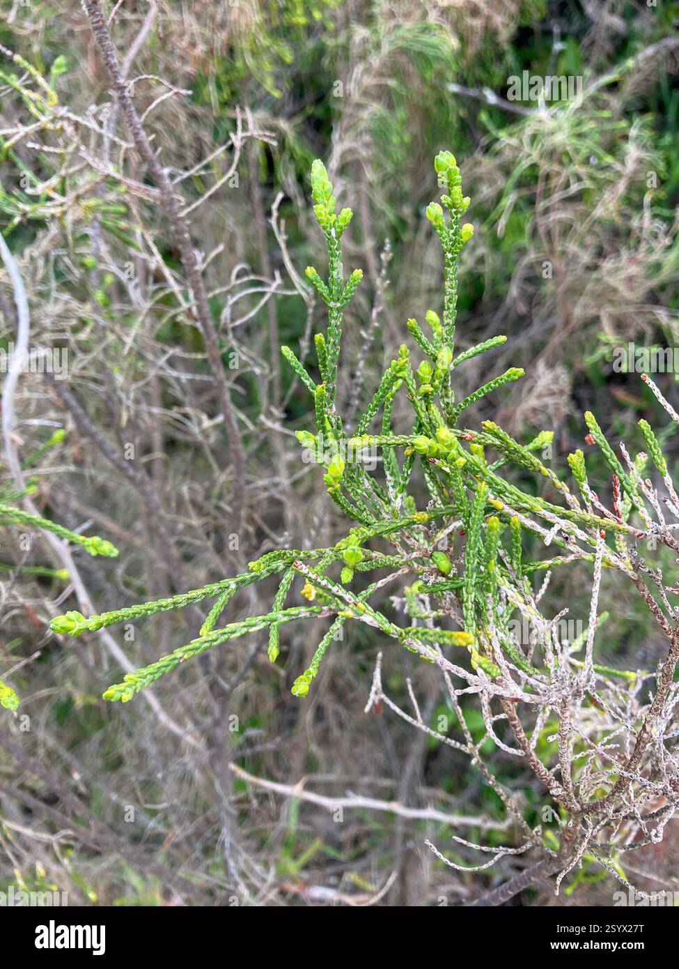 Beach Gonna (Passerina rigida), Plantae, Eden, ZA-WC, ZA Stock Photo ...