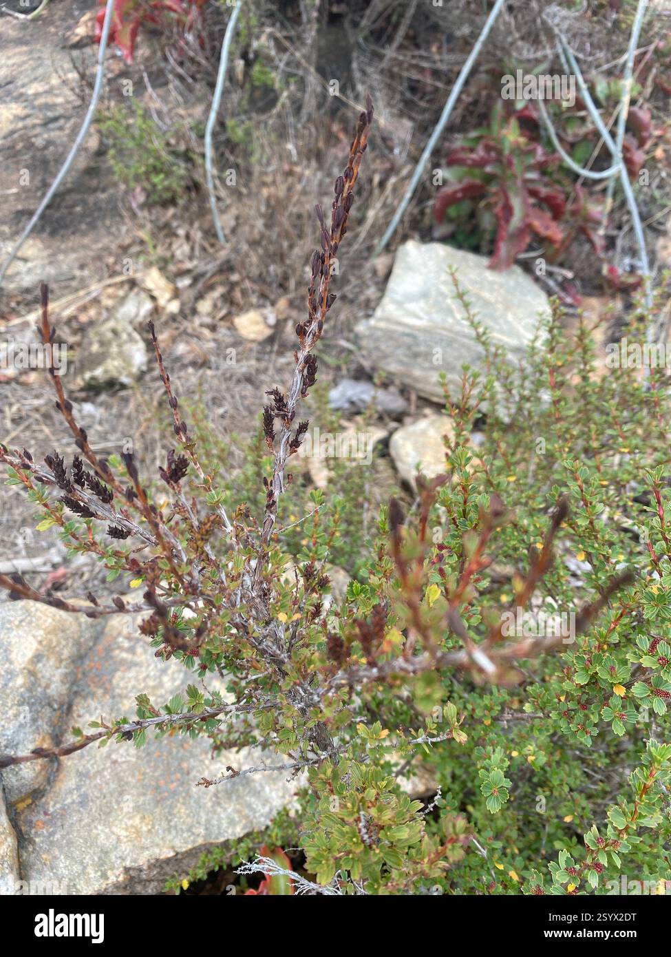 Resurrection Plant (Myrothamnus flabellifolius), Plantae, Polokwane ...