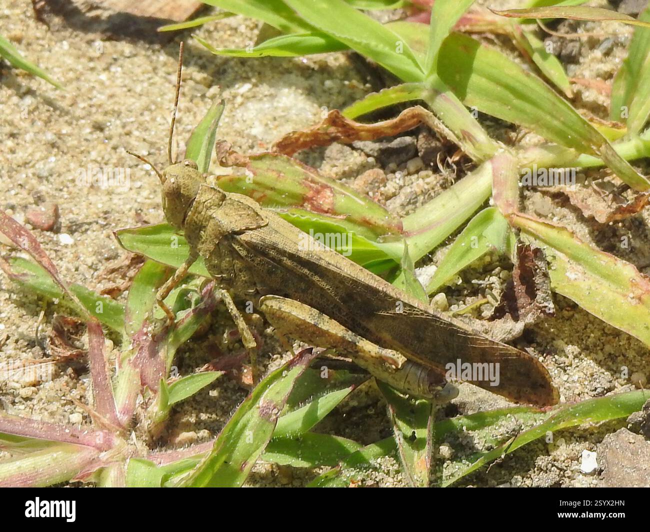 Carolina Grasshopper (Dissosteira carolina), Insecta, Boylston, MA, USA ...