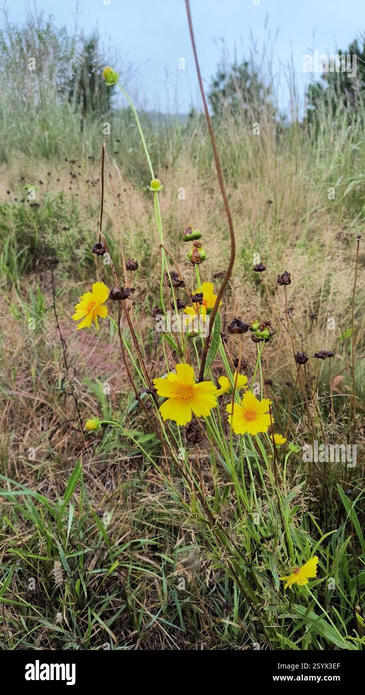 Lance-leaved Coreopsis (Coreopsis lanceolata), Plantae, Mattapoisett ...