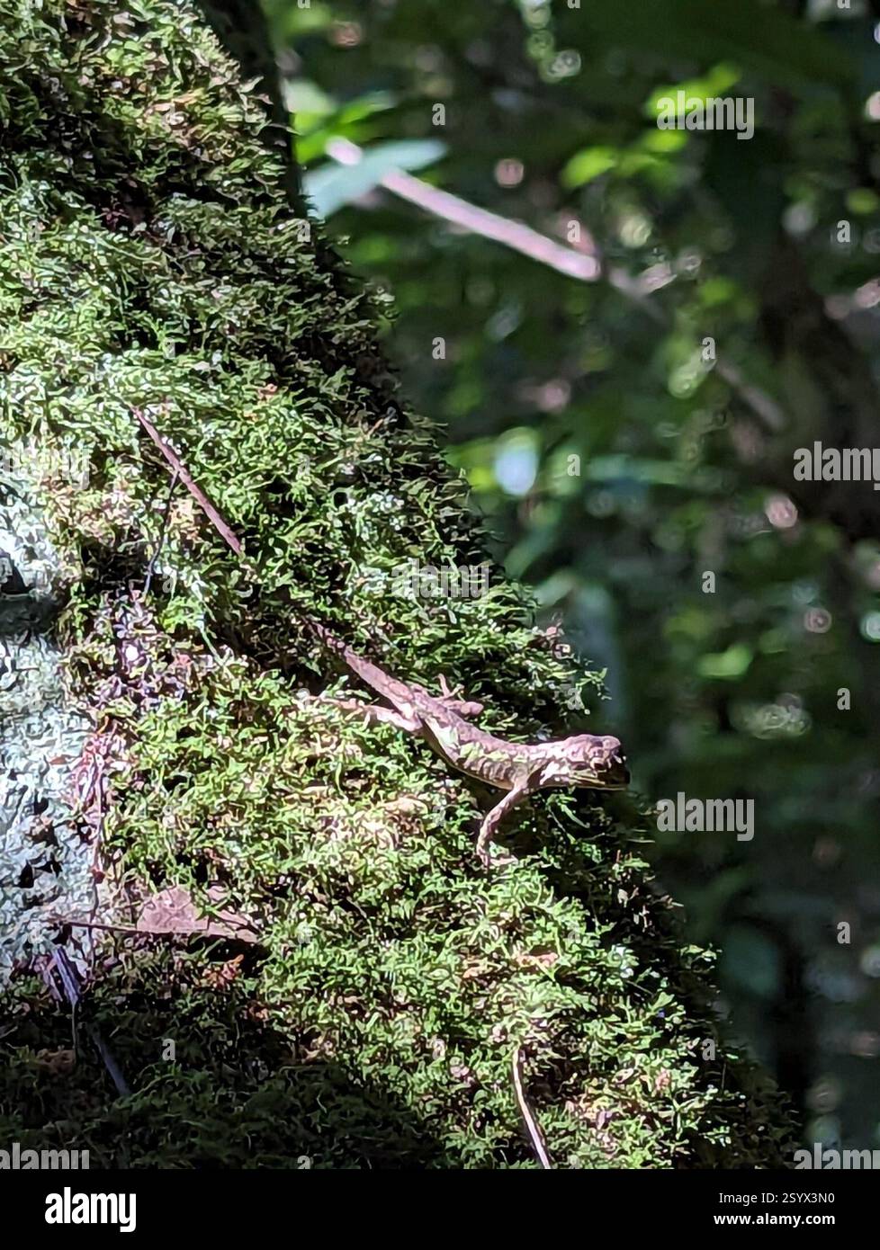 Okinawa Tree Lizard (Diploderma polygonatum), Reptilia, Taiwan Stock ...