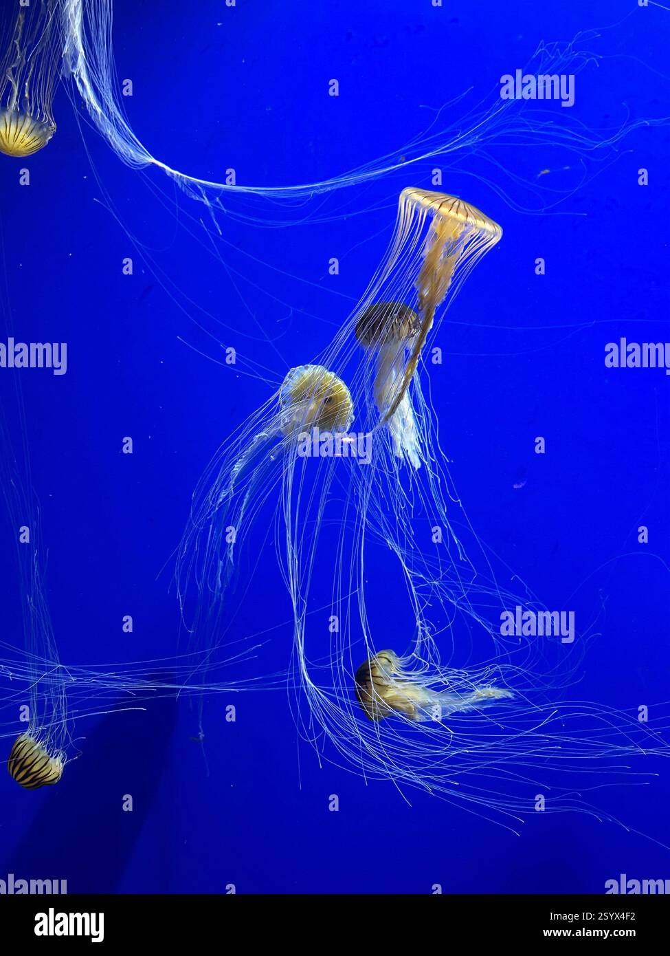 A group of beautiful yellow, orange jellyfish with long thin tails ...