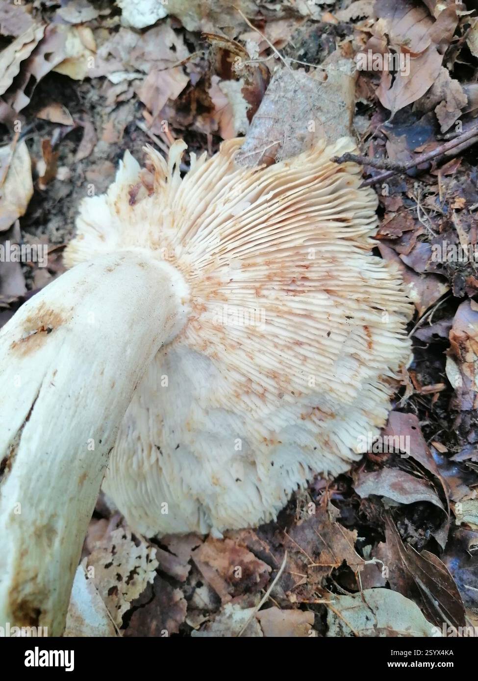 freckled brittlegill (Russula illota), Fungi, Belényesújlak, Románia ...