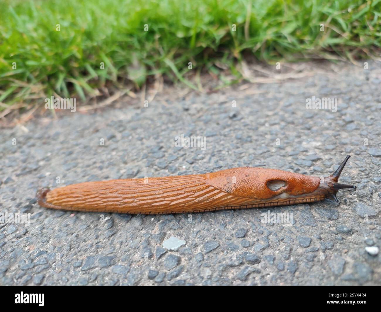 Arion Slugs (Arion), Mollusca, Doxford Park, Sunderland SR3, UK Stock ...