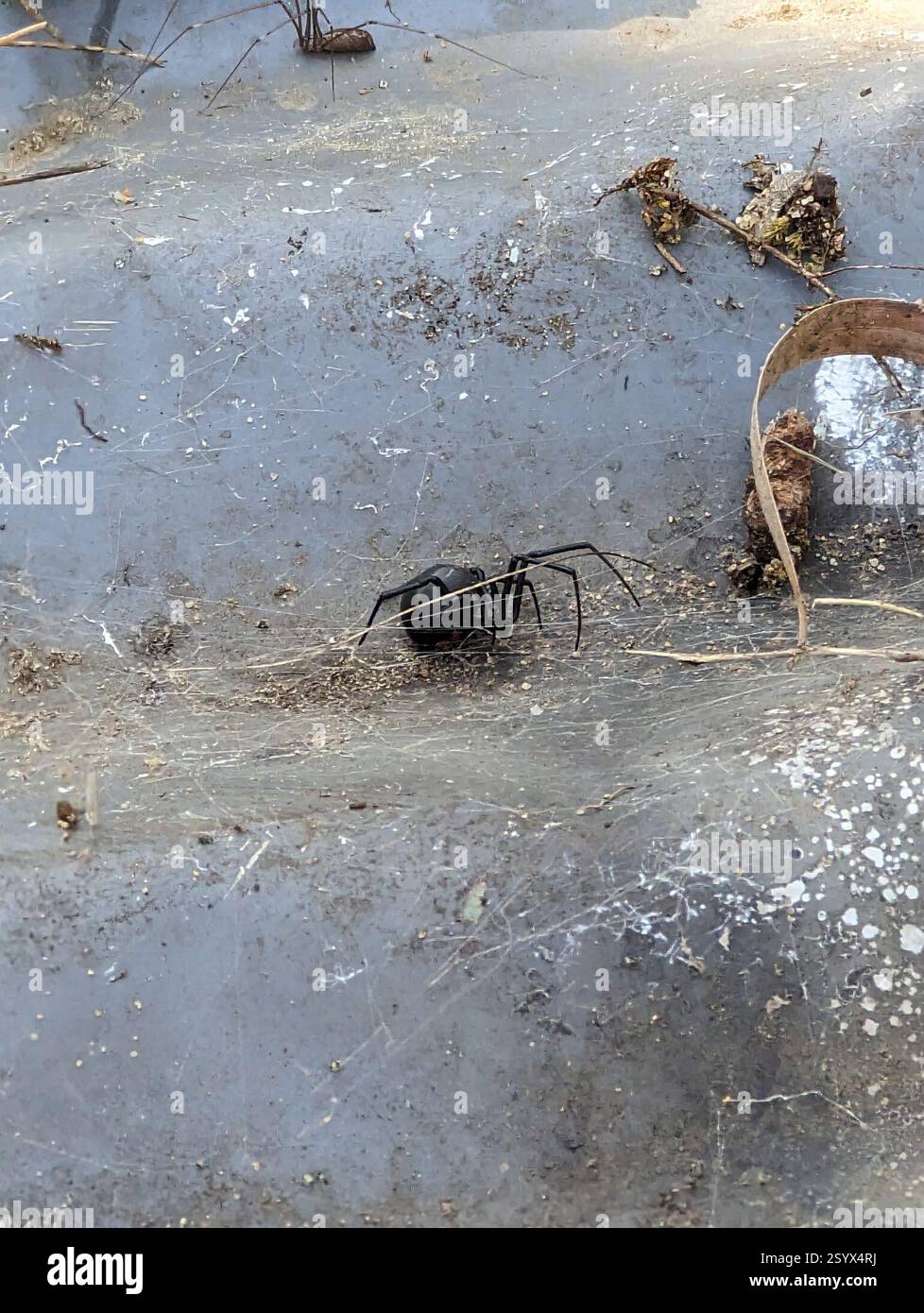 Redback Spider (Latrodectus hasselti), Arachnida, Western Australia, AU ...