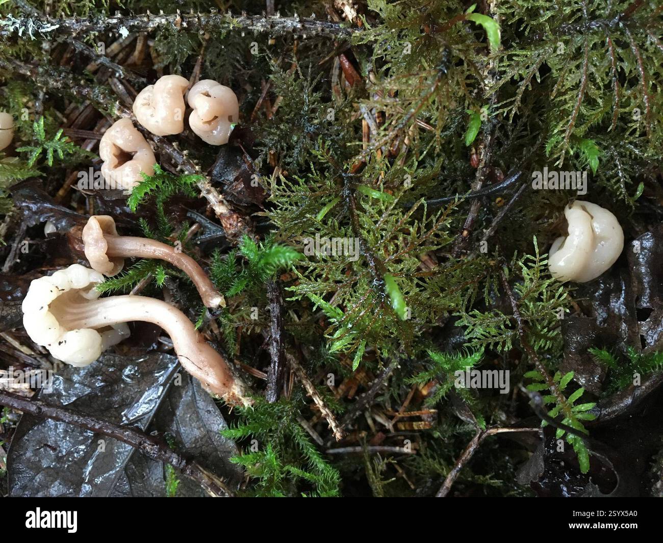 redleg jellybelly (Cudonia circinans), Fungi, MGRA Old River Trail ...