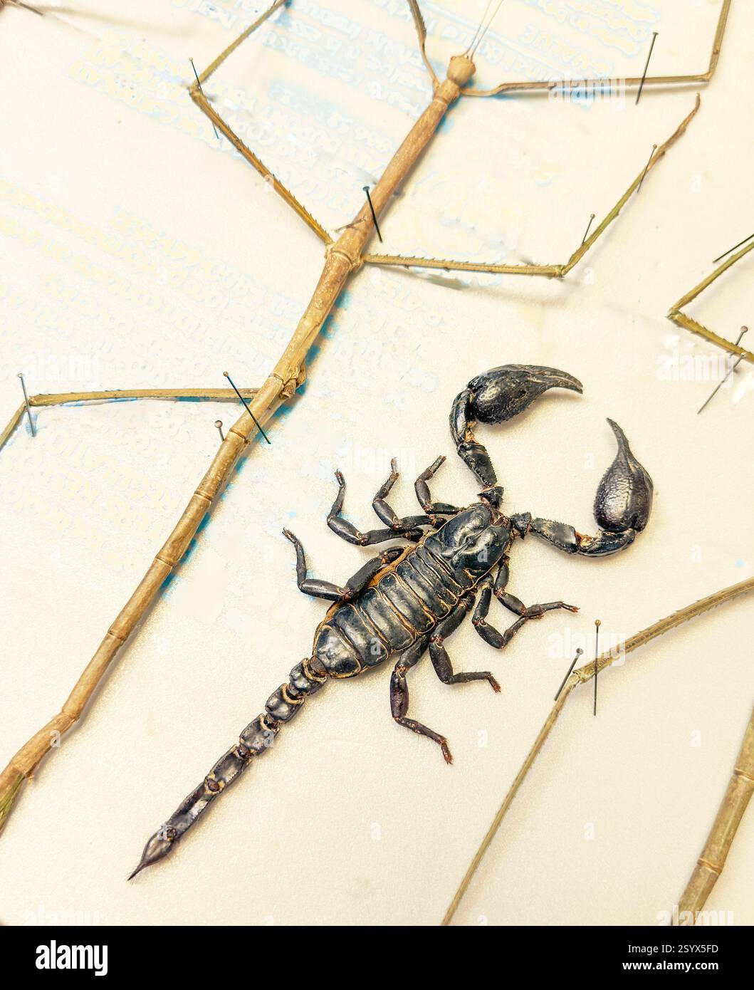 Closeup shows Emperor Scorpion 8" long W. Africa & Giant Walking Stick ...