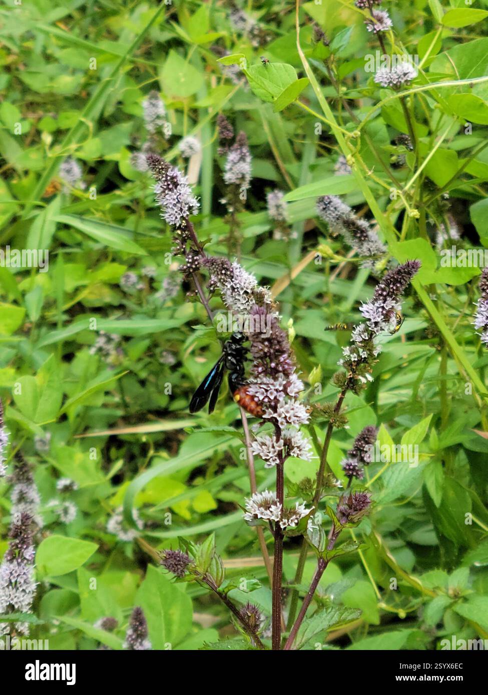 Blue-winged Scoliid Wasp (Scolia dubia), Insecta, Shawsville, VA 24162 ...
