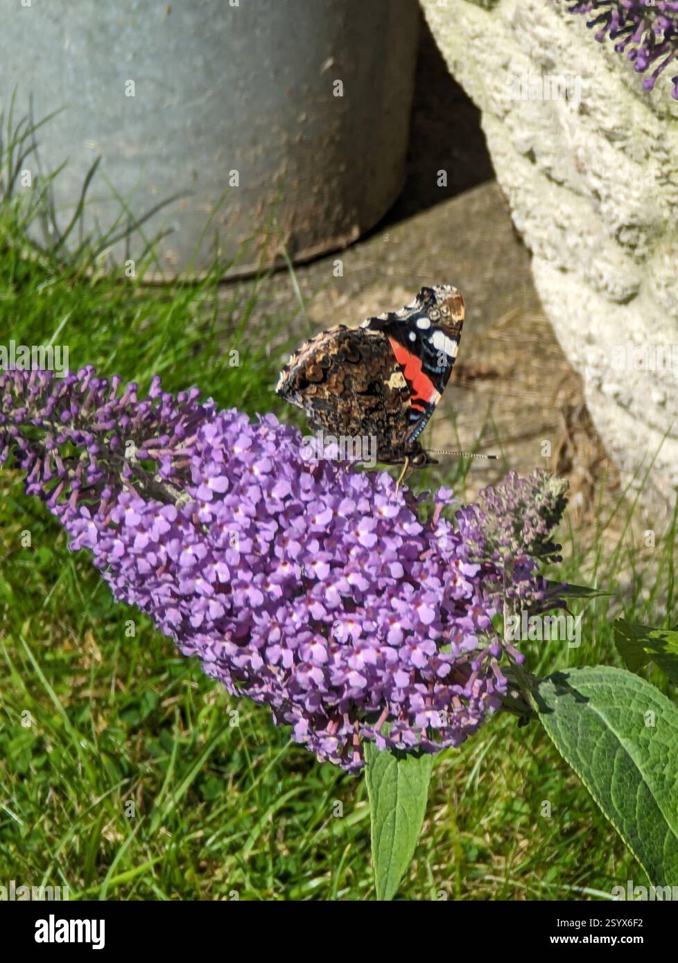 Red Admiral (Vanessa atalanta), Insecta, Molescroft, Beverley HU17, UK ...