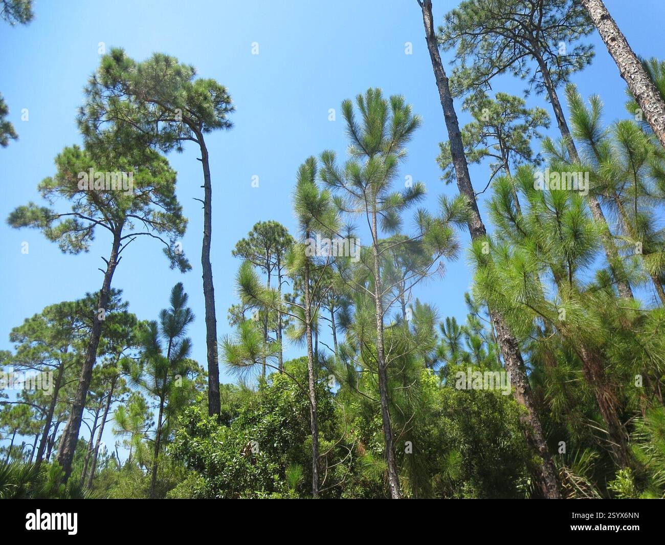 Wassaw island hi-res stock photography and images - Alamy