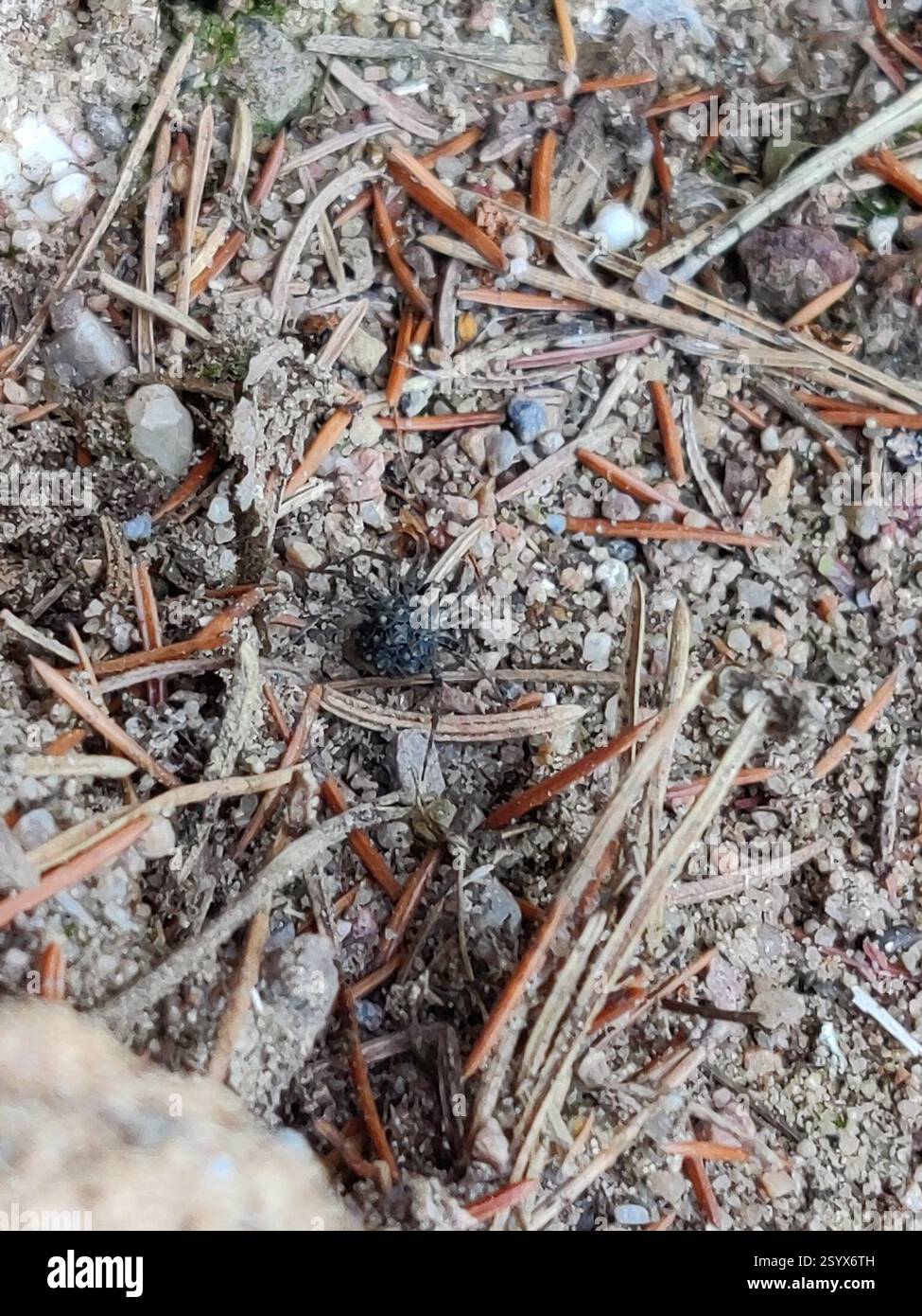 Burnt Wolf Spider (Xerolycosa nemoralis), Arachnida, 21800 Pöytyä ...