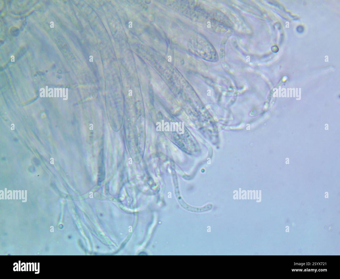 redleg jellybelly (Cudonia circinans), Fungi, Bondoraszó, Románia Stock ...