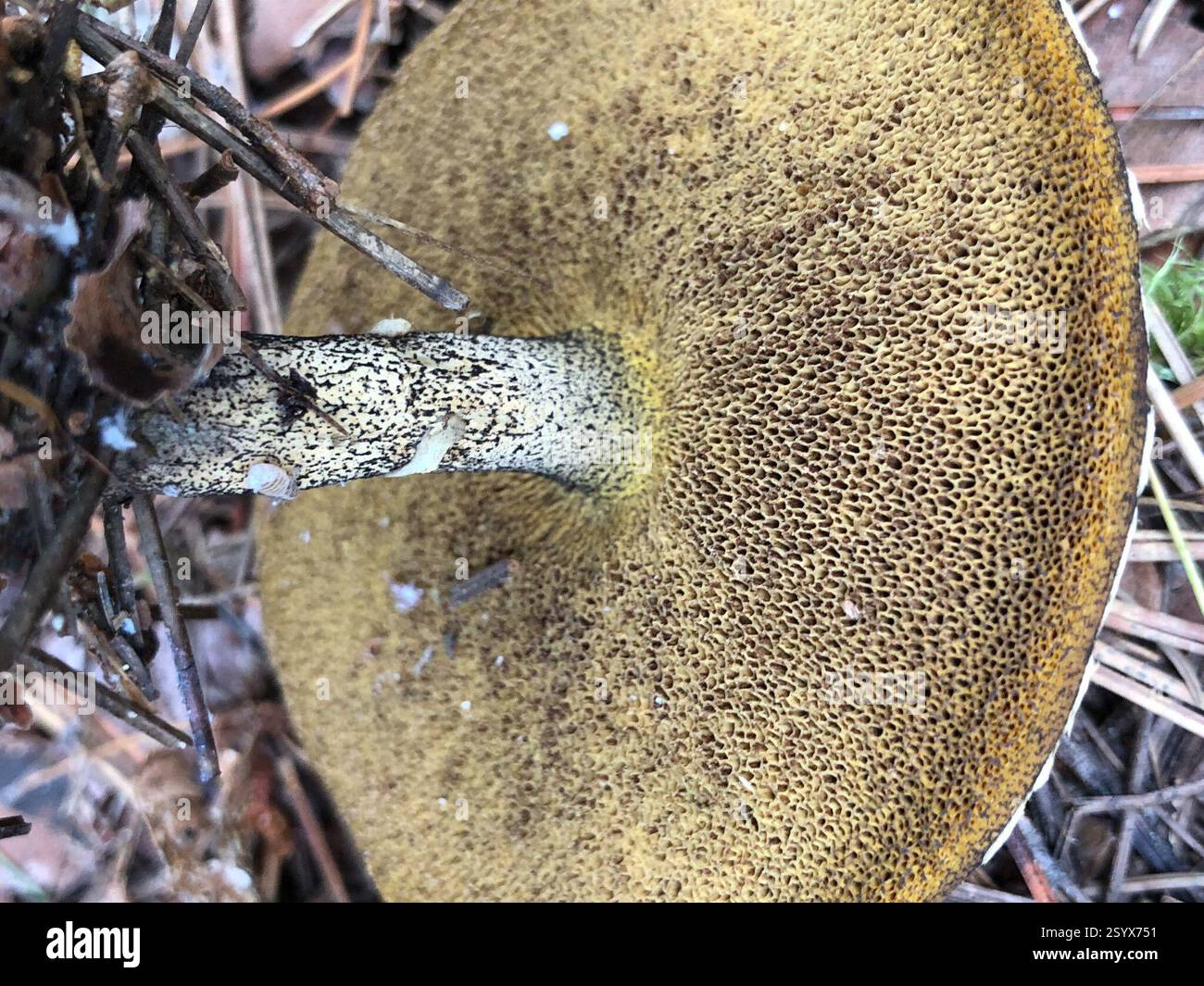 Slippery Jacks (Suillus), Fungi, Pictured Rocks National Lakeshore ...