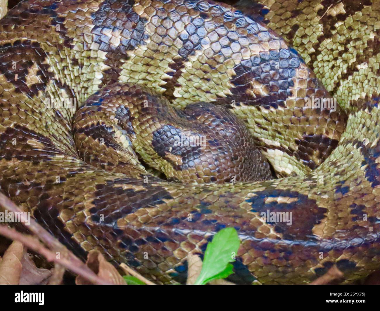 Madagascar tree boa (Sanzinia madagascariensis), Reptilia, Madagascar ...