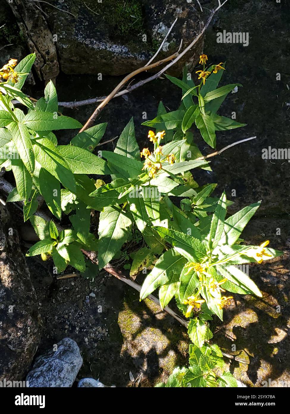 Arrowleaf Senecio (Senecio triangularis), Plantae, Fergus County, MT ...
