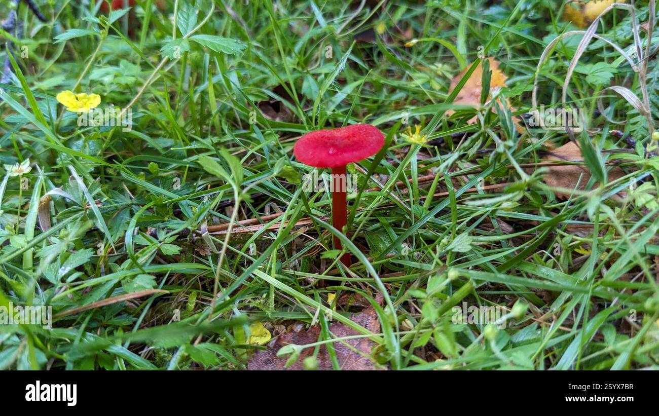 garlic waxcap (Hygrocybe helobia), Fungi, Bisterne Close, Burley ...