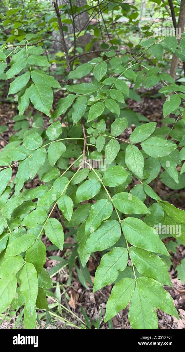 common prickly ash (Zanthoxylum americanum), Plantae, Muskego Stock ...