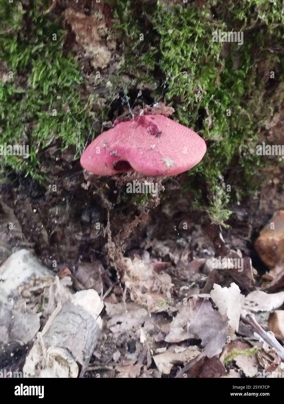 Beefsteak Polypore (Fistulina hepatica), Fungi, West End, Southampton ...