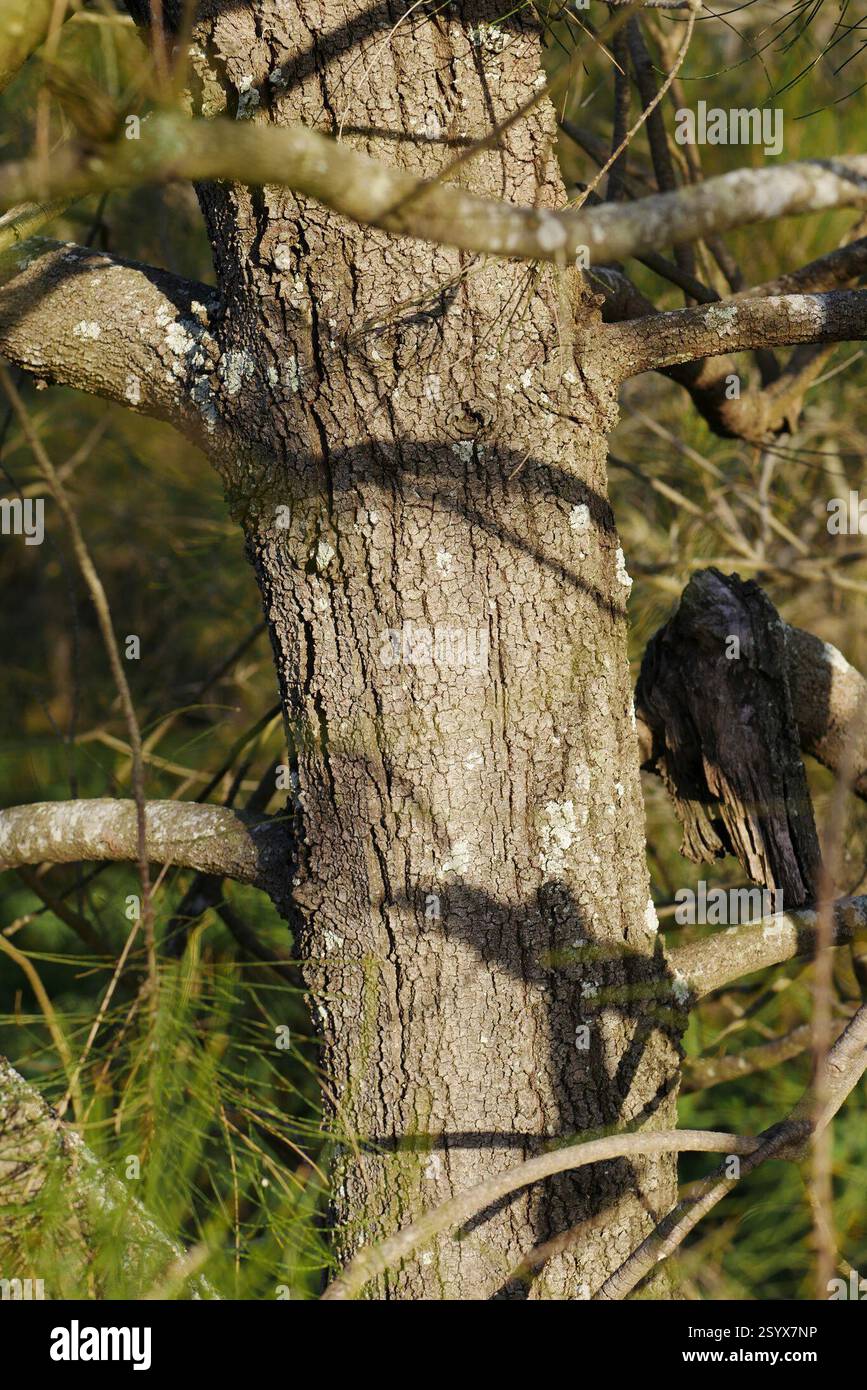 Swamp sheoak (Casuarina glauca), Plantae, Victoria Point, Queensland ...