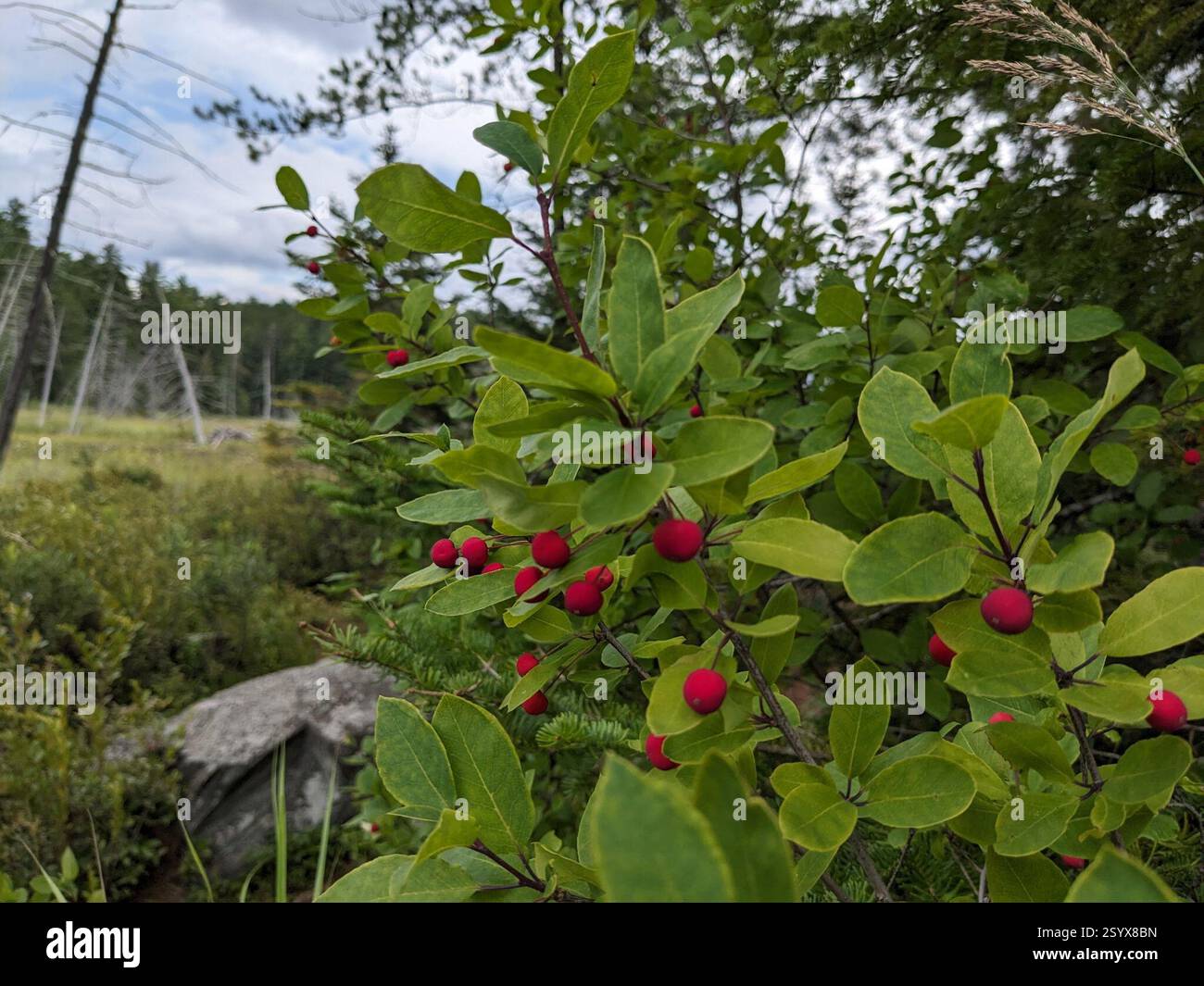 Mountain holly (Ilex mucronata), Plantae, Temagami, ON P0H 2H0, Canada Stock Photo - Alamy