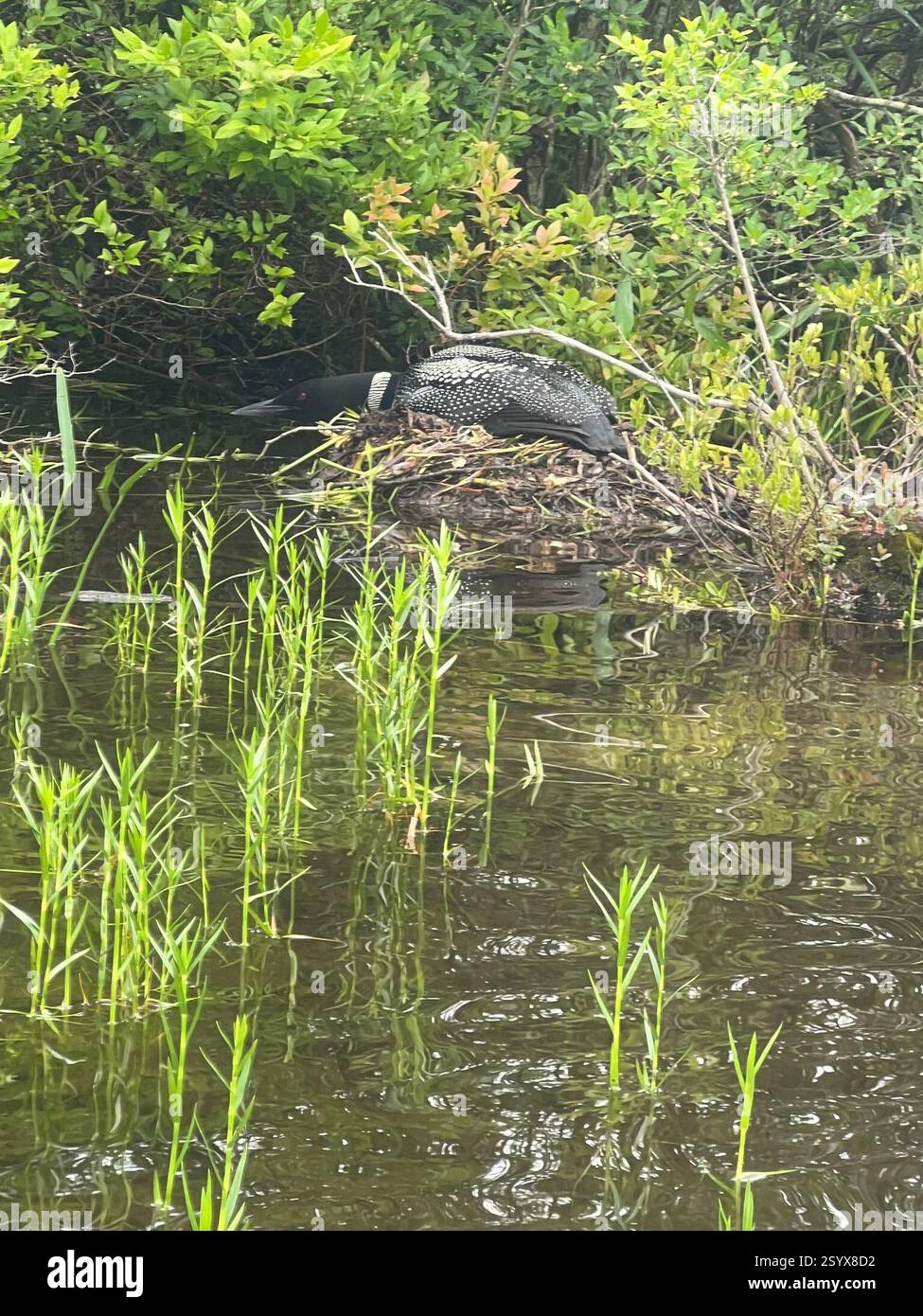 Common Loon (Gavia immer), Aves, E Shore Ln, McDonough, NY, US, Sitting ...
