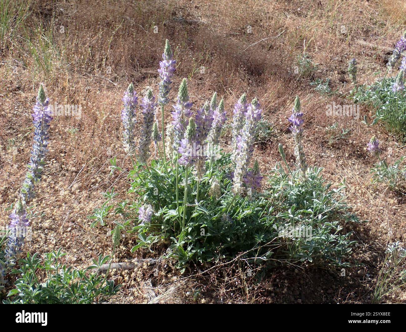 30 6 20 8 cm hi-res stock photography and images - Alamy