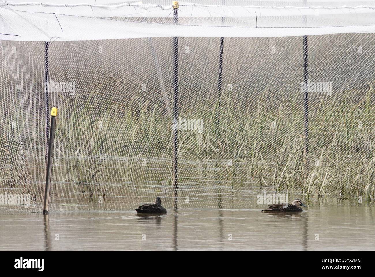 Pacific Black Duck (Anas superciliosa), Aves, Princess Freeway ...