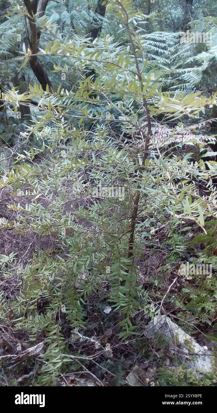 Hall's totara (Podocarpus laetus), Plantae, Nelson 7011, New Zealand ...
