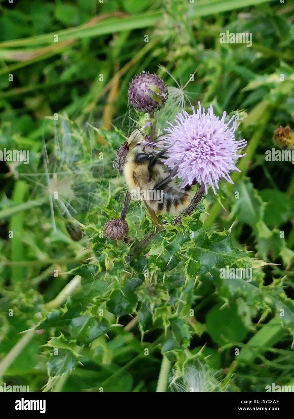 Common Carder Bumble Bee (Bombus pascuorum), Insecta, RSPB Burton Mere ...