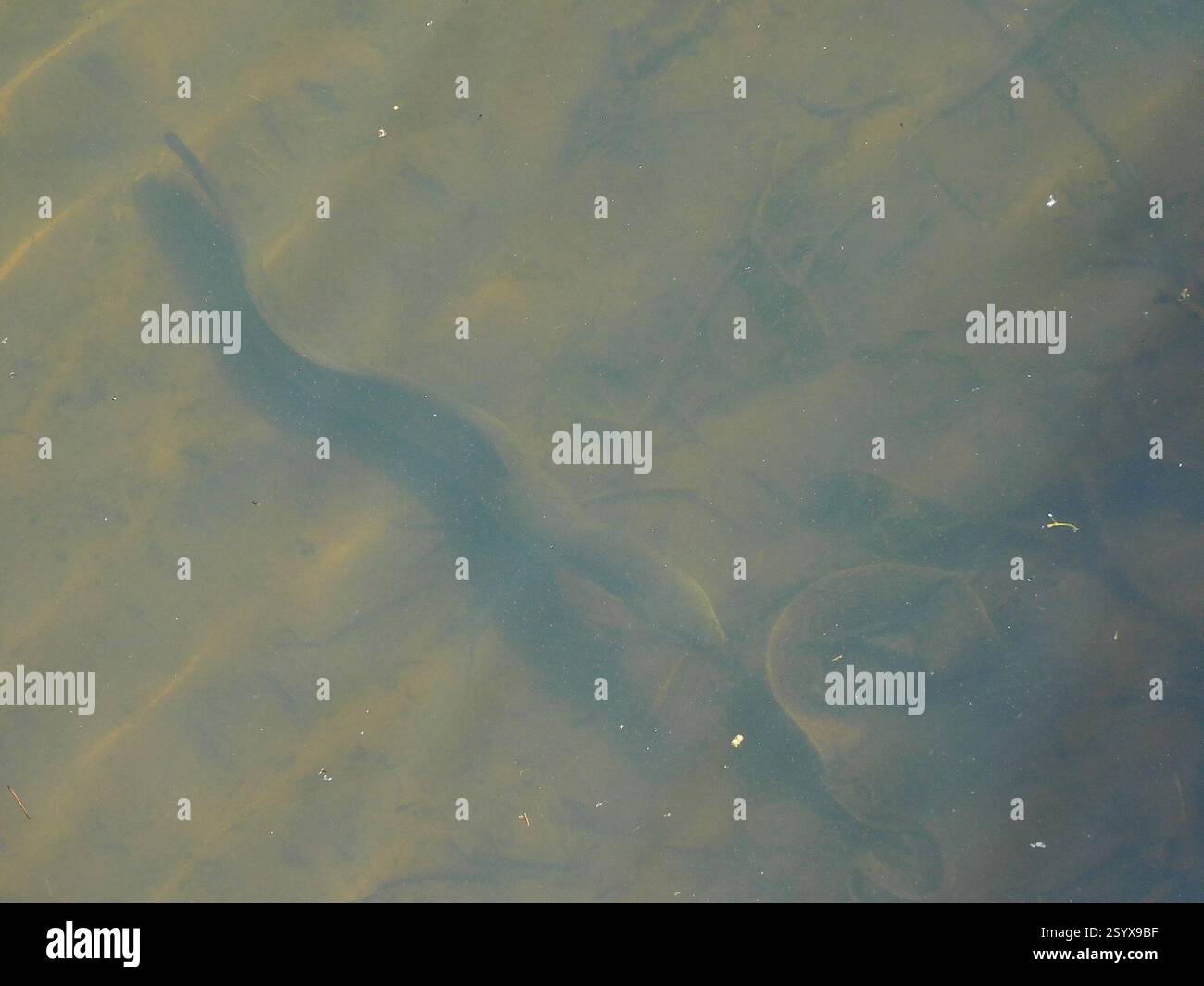 Short-finned Eel (Anguilla australis), Actinopterygii, Sydney NSW ...