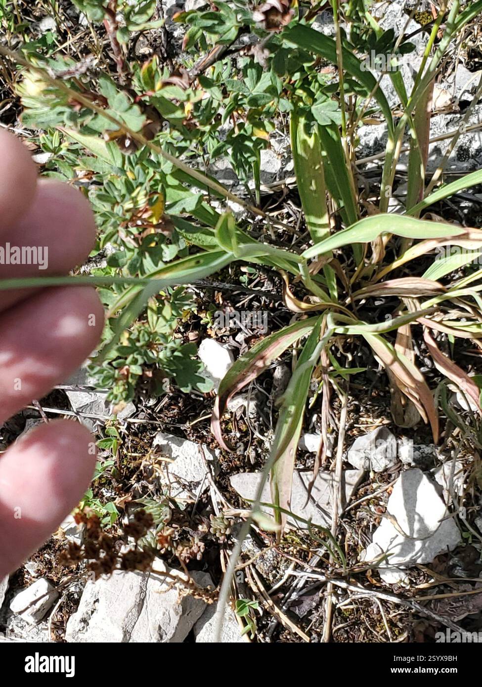 American Thorowax (Bupleurum americanum), Plantae, Fergus County, MT ...