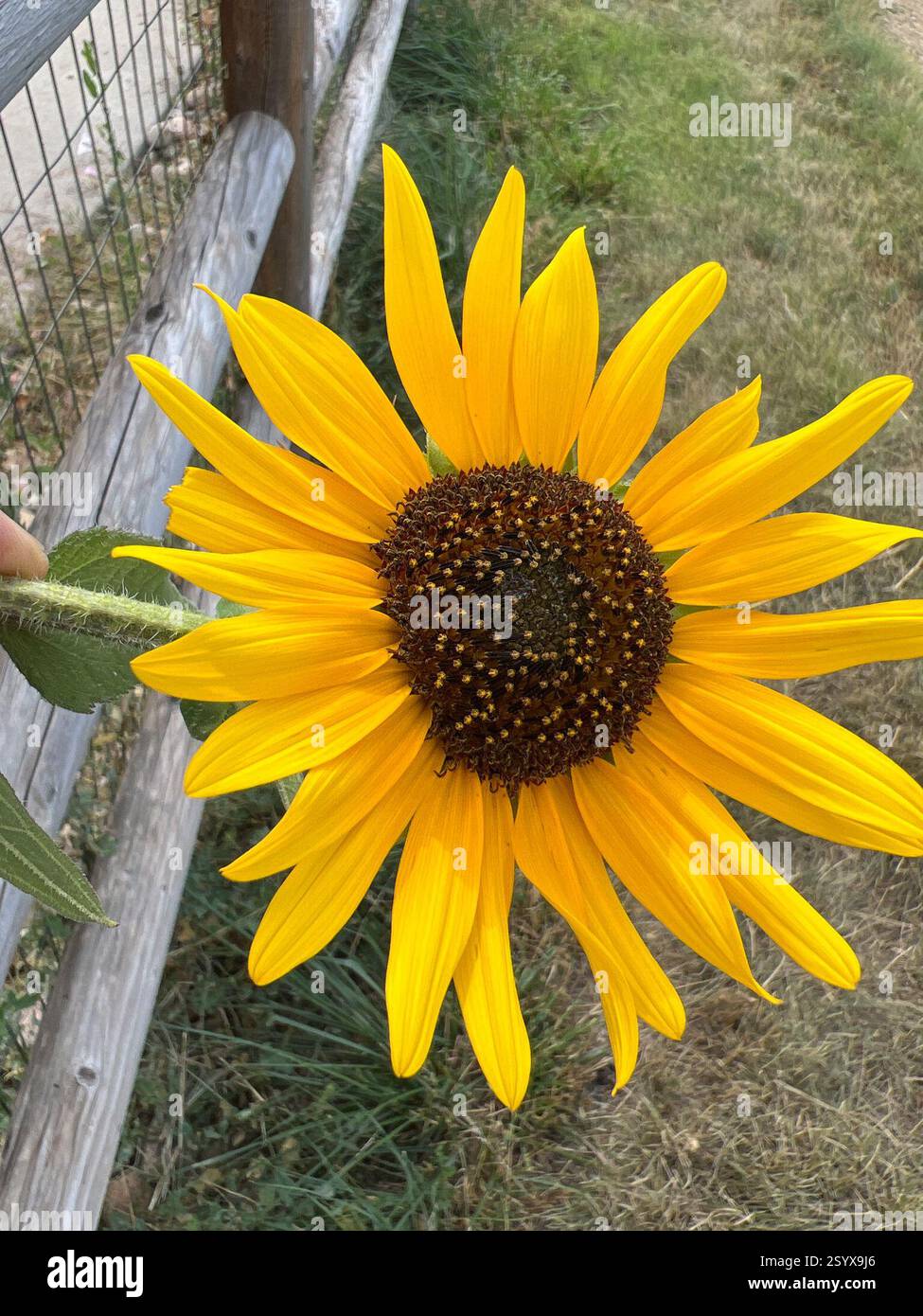 Common Sunflower (Helianthus annuus), Plantae, Leon Wurl Wildlife ...