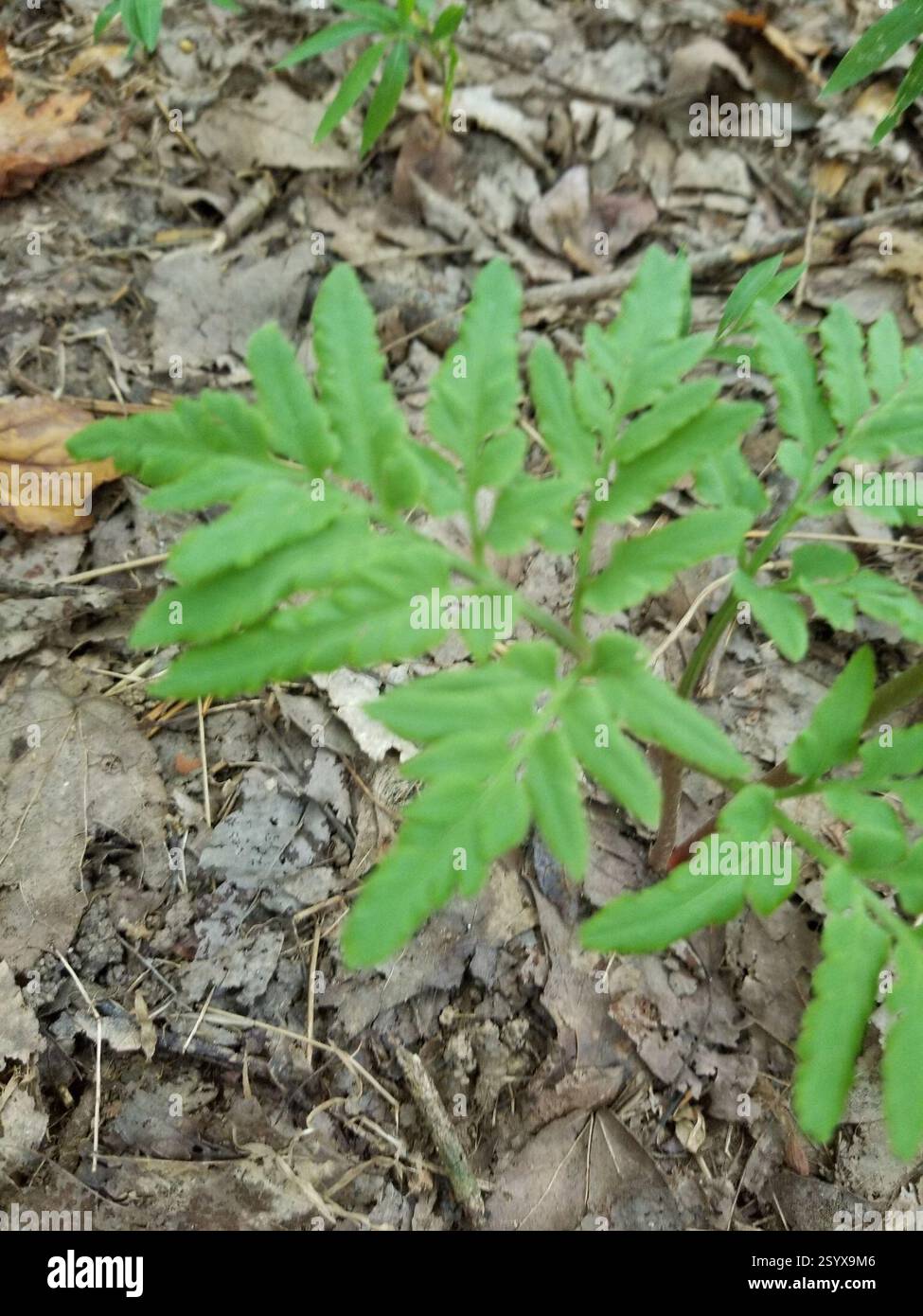 Cutleaf Grapefern (Sceptridium dissectum), Plantae, Carrollton, GA, USA ...