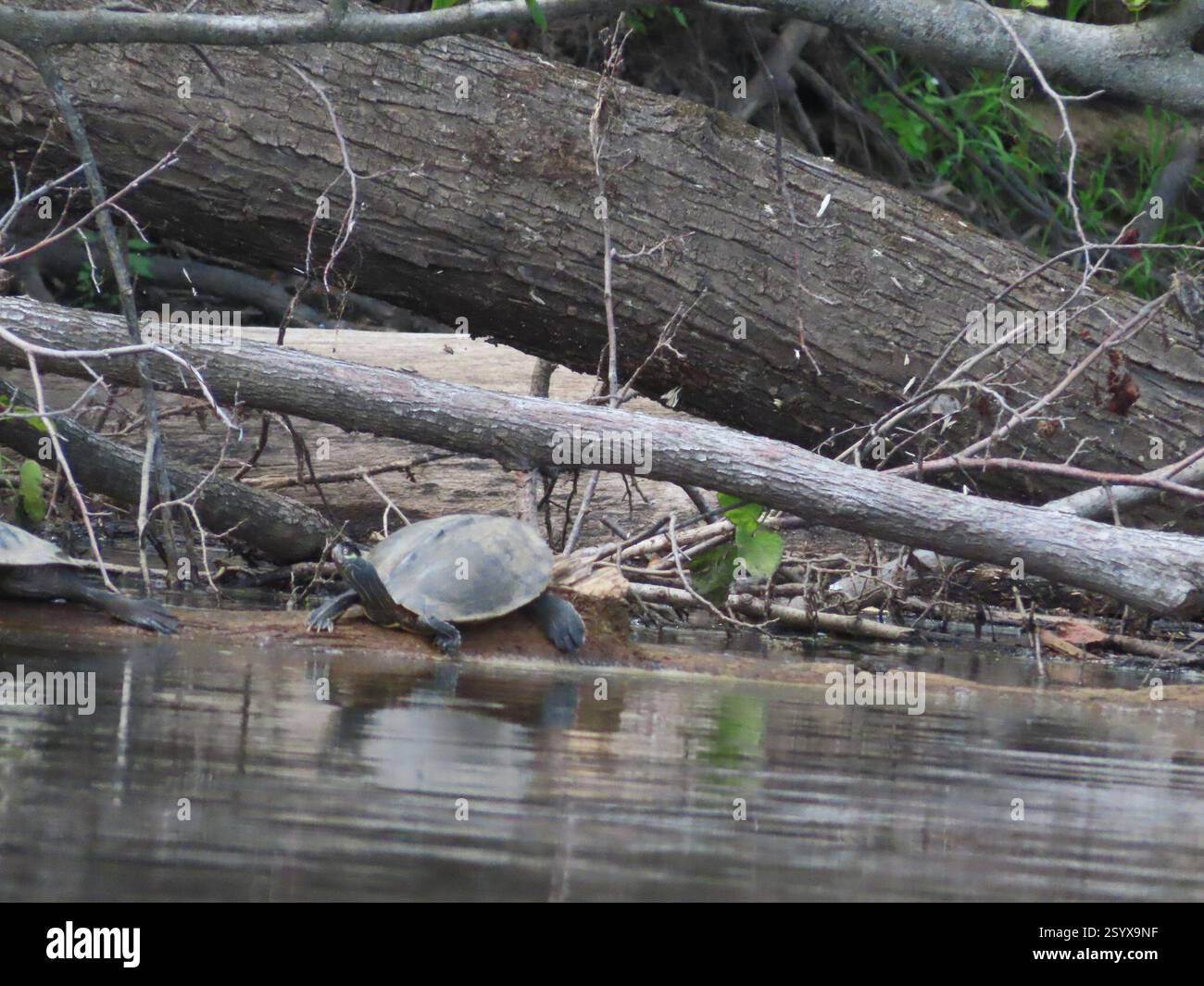Ouachita Map Turtle (Graptemys ouachitensis), Reptilia, Iowa County, WI ...