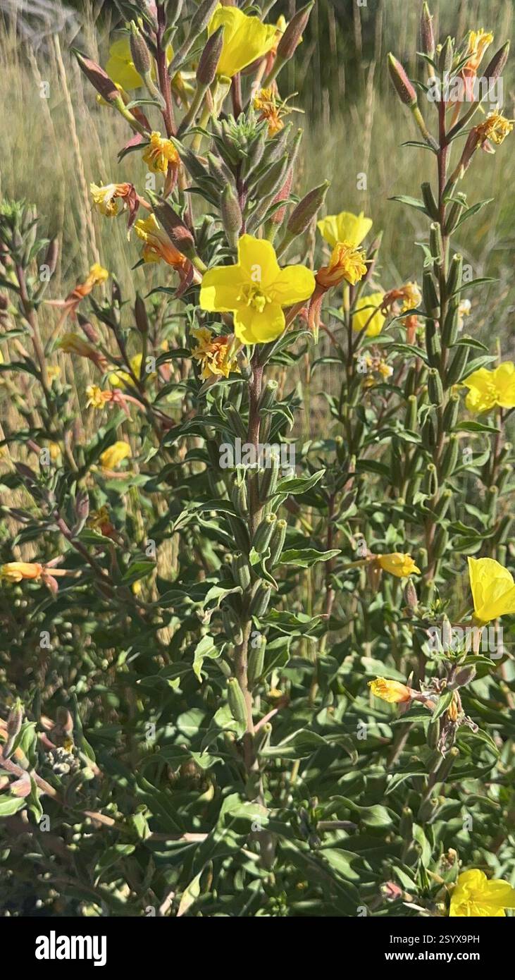 tall evening primrose (Oenothera elata), Plantae, Kelly Stock Photo - Alamy