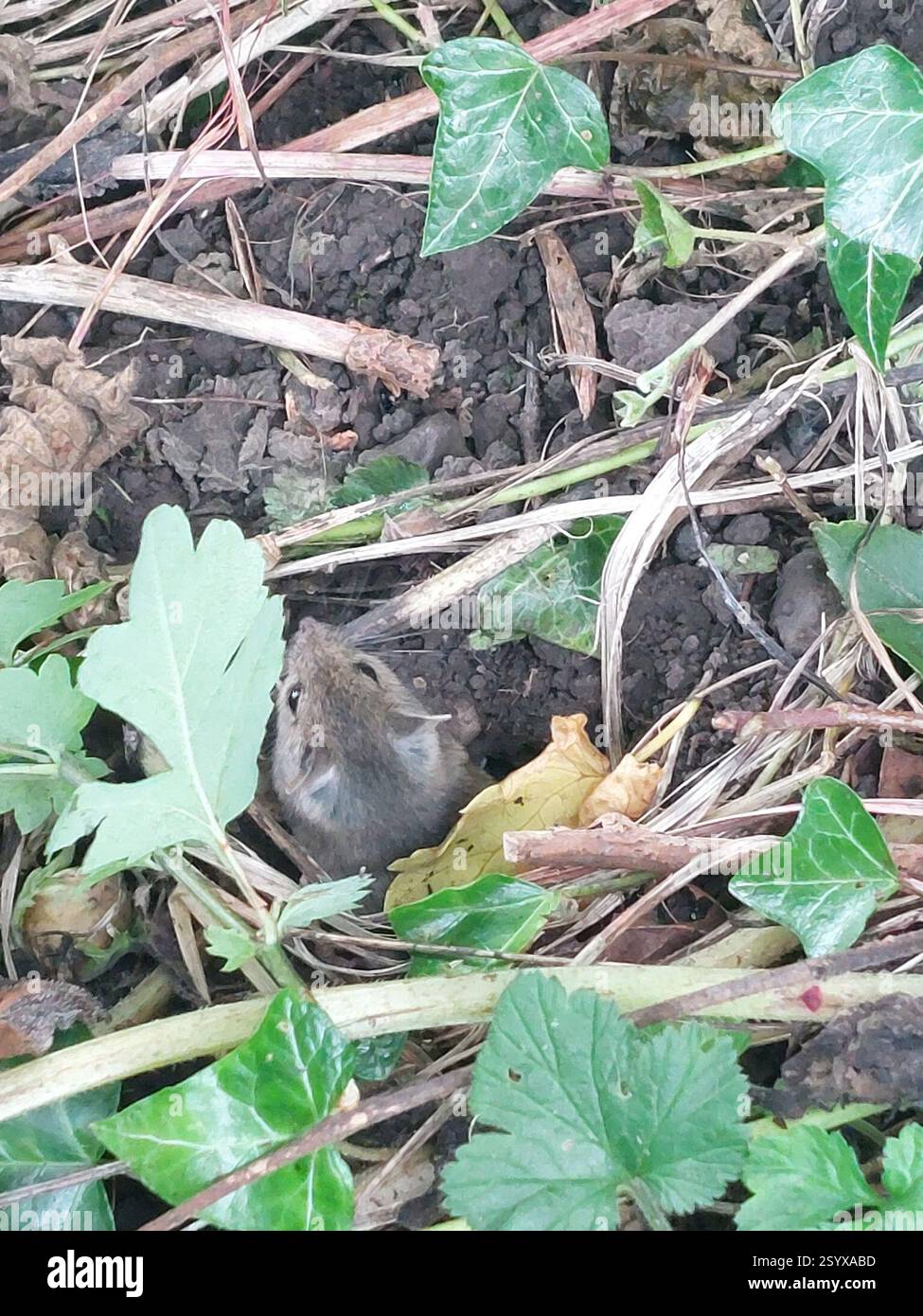 European Wood Mouse (Apodemus sylvaticus), Mammalia, Penydre Farm ...