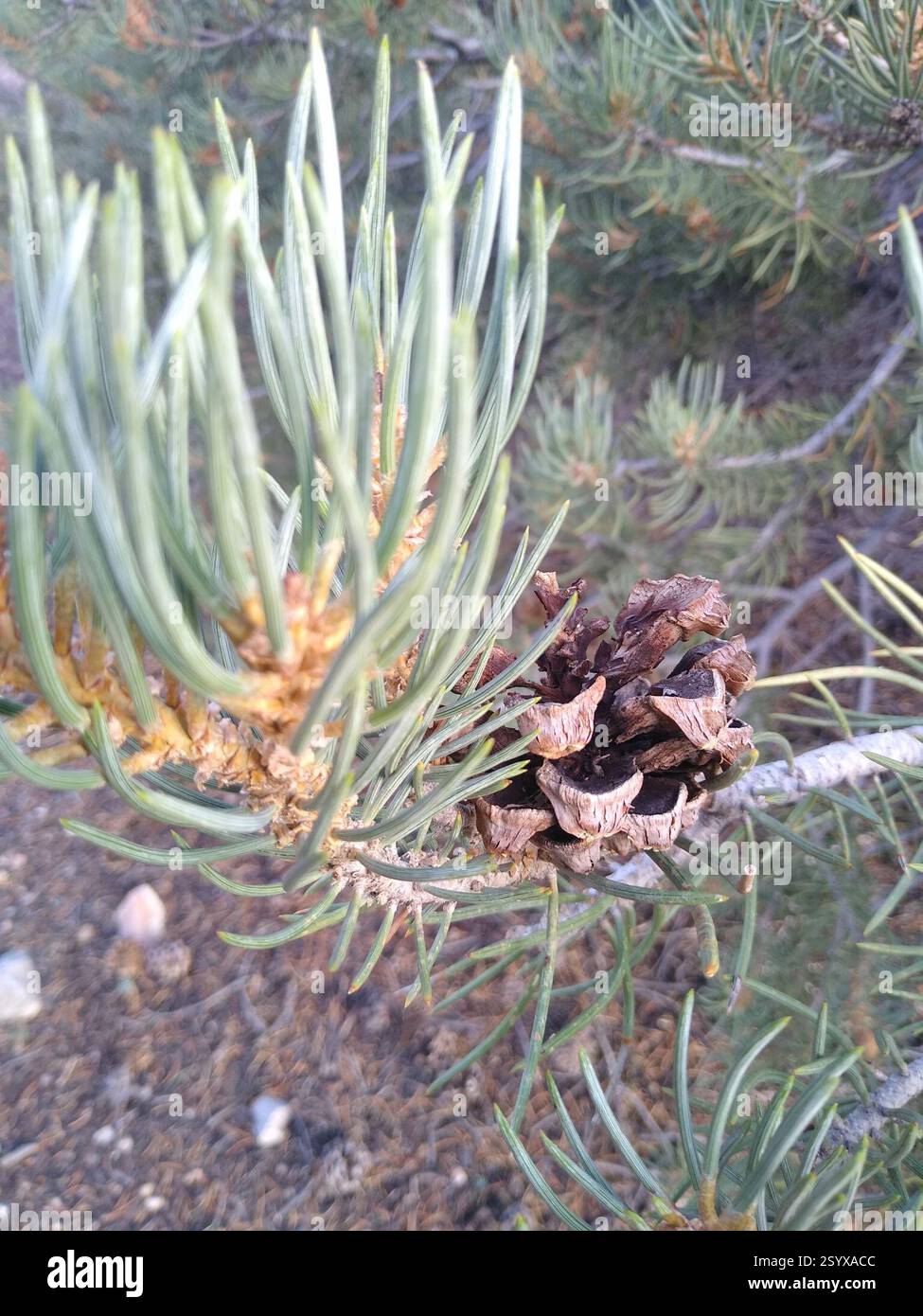 singleleaf pinyon (Pinus monophylla), Plantae, White Pine County, NV ...