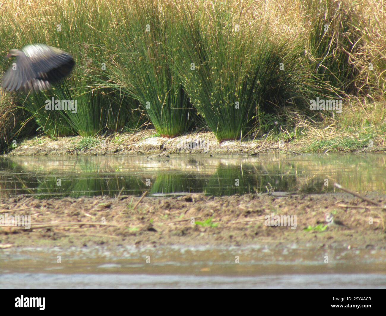 Goliath Heron (Ardea goliath), Aves, Nkangala District Municipality ...
