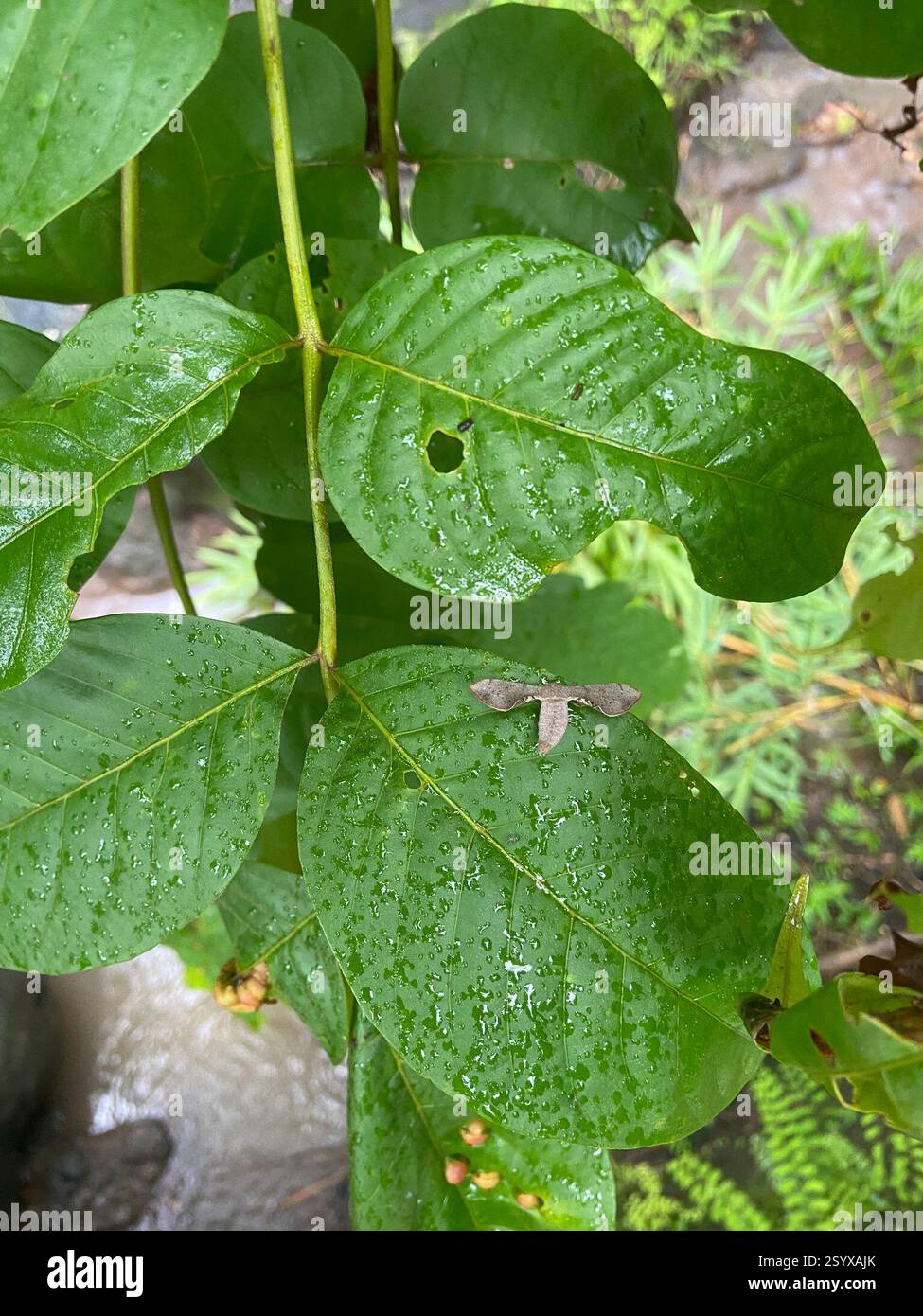 Greenish Silk-Moth (Trilocha varians), Insecta, Dolvan, Tapi, GJ, IN ...