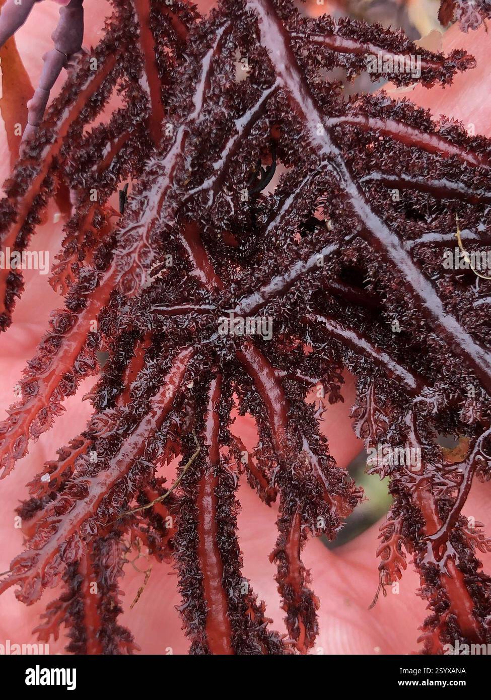 Dense Sea Fern (Ptilota densa), Plantae, Fitzgerald Marine Reserve, San ...