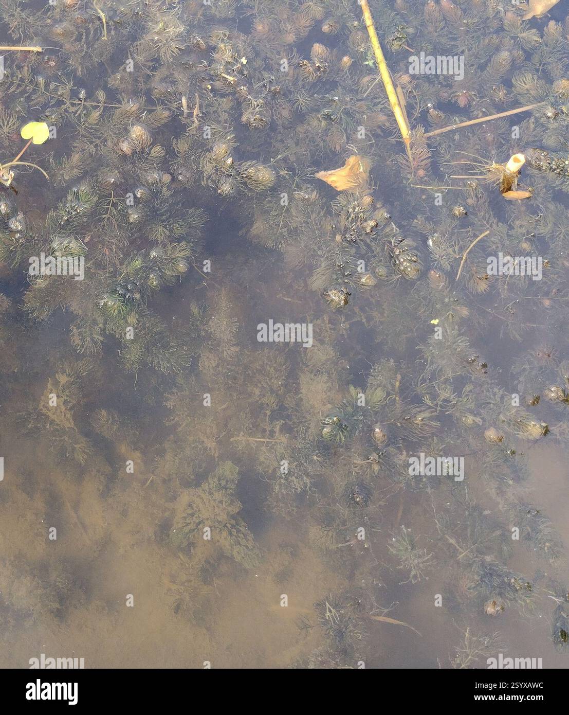 coontail (Ceratophyllum demersum), Plantae, Powiat ostródzki, Polska ...