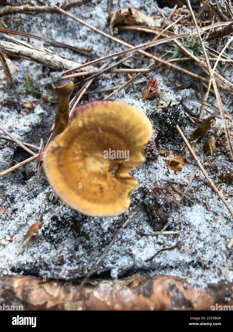 (Coltricia), Fungi, Pictured Rocks National Lakeshore, Grand Marais, MI ...