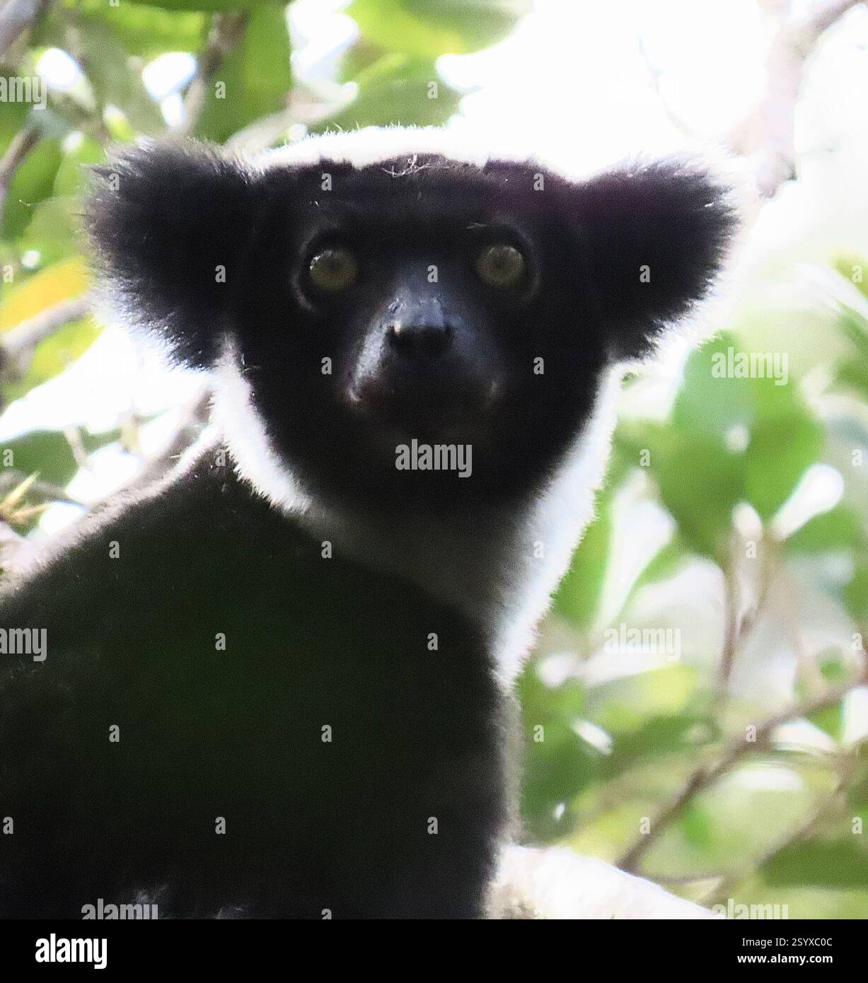 Indri (Indri indri), Mammalia, Alaotra-Mangoro, MG-TM, MG, Mom and baby ...