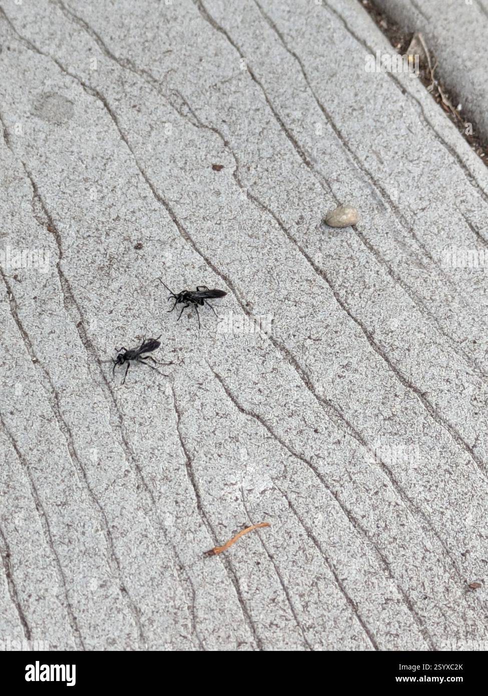 Ants, Bees, Wasps, and Sawflies (Hymenoptera), Insecta, Kerrytown, Ann ...