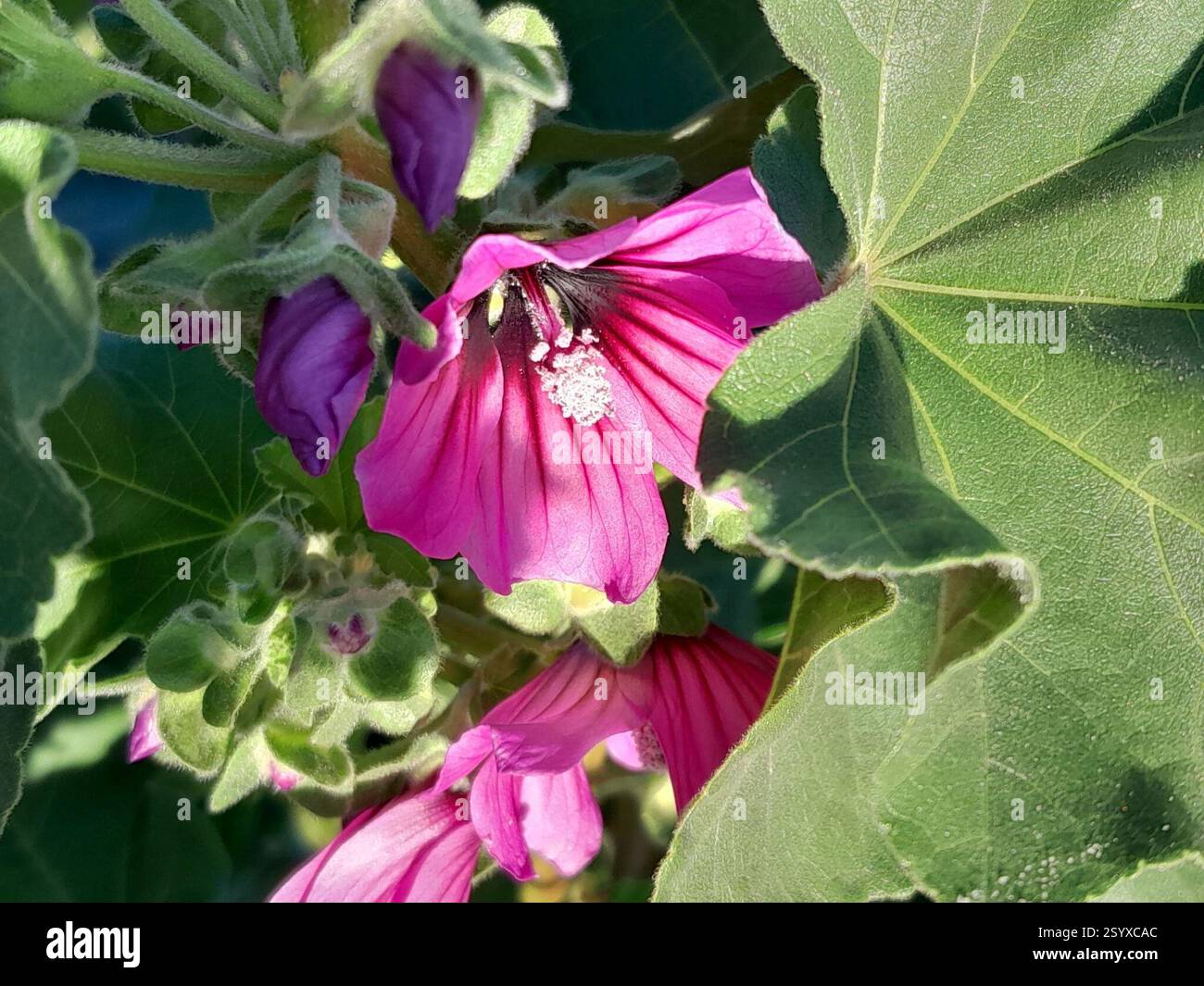 Tree Mallow (Malva arborea), Plantae, Melkbosstrand, Cape Town, 7437 ...