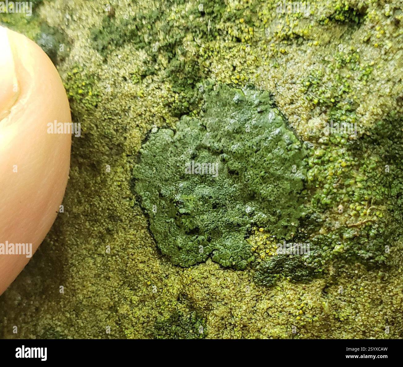 Size ratio layer hi-res stock photography and images - Alamy