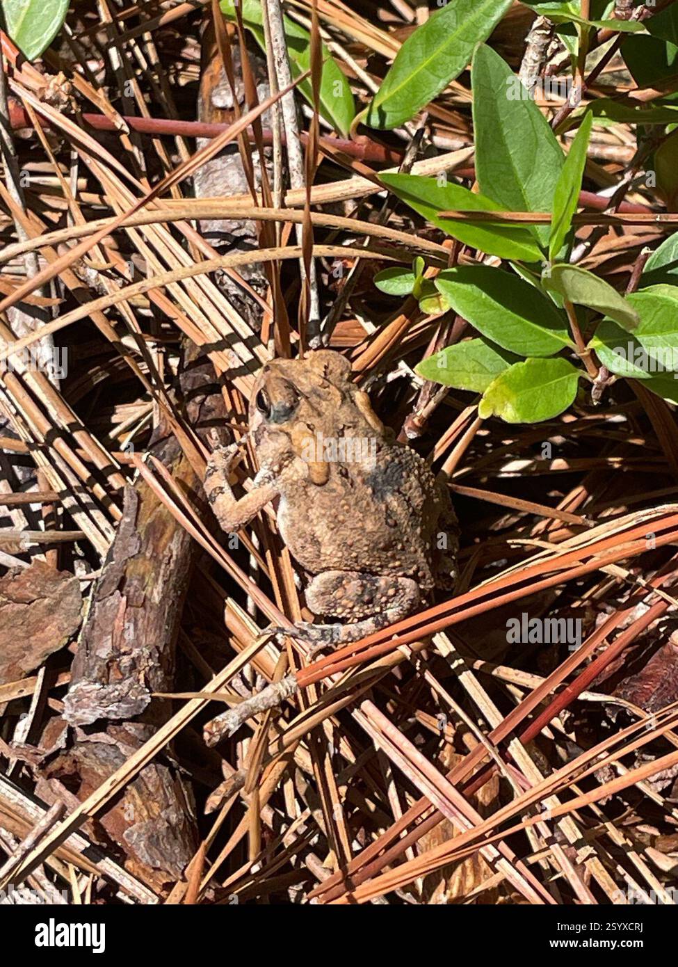 Southern Toad (Anaxyrus terrestris), Amphibia, Southern Pines, NC, US ...