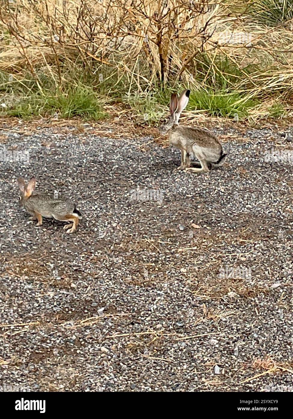 Black-tailed Jackrabbit (Lepus californicus), Mammalia, City of Rocks State Park, Faywood, NM ...