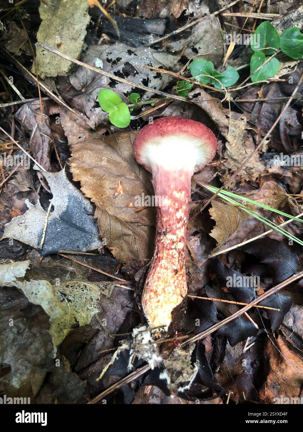 Painted Suillus (Suillus spraguei), Fungi, North Carolina, US Stock ...