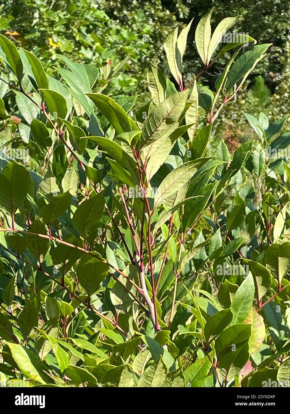 poison sumac (Toxicodendron vernix), Plantae, North Carolina, US Stock ...